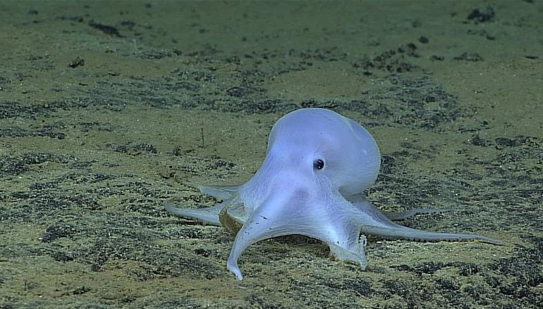 Scientists may have discovered a new species 4000 metres under the sea ... Scientists may have discovered a new species 4000 metres under the sea ...