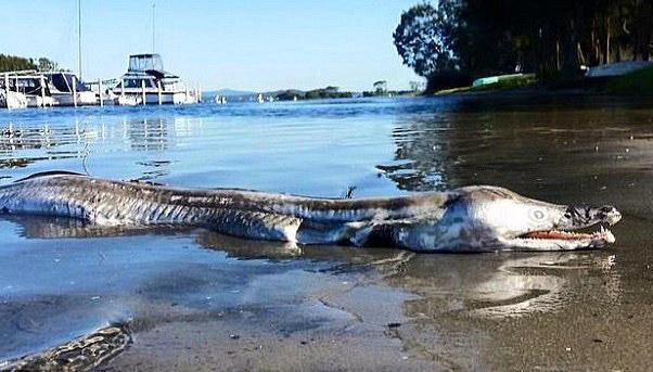 Bizarre sea creature washes up on the shore of an Australian lake | FIVEaa
