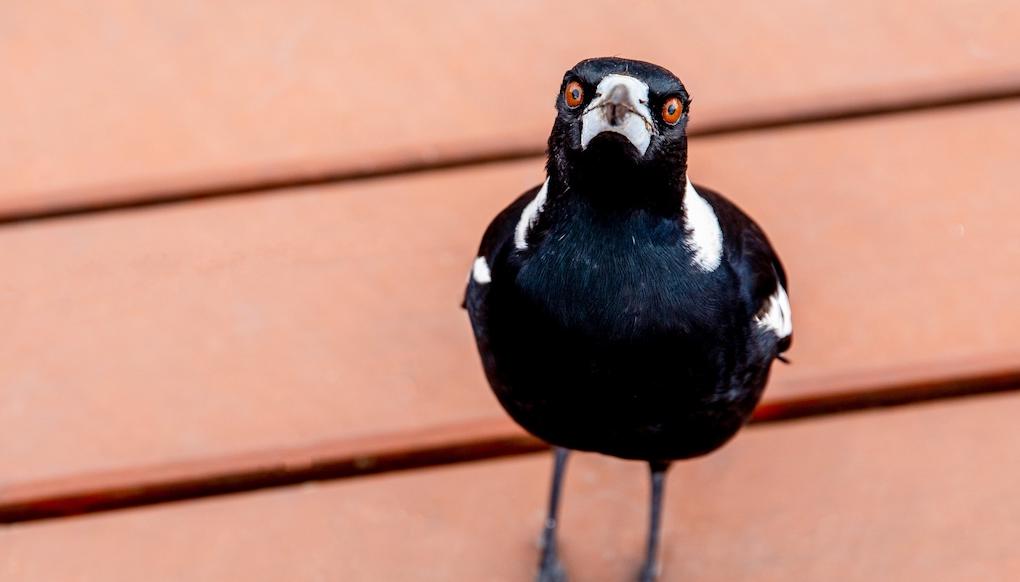 Aggressive 'Monster' Magpie Shot By Council After Terrorising Aussie ...
