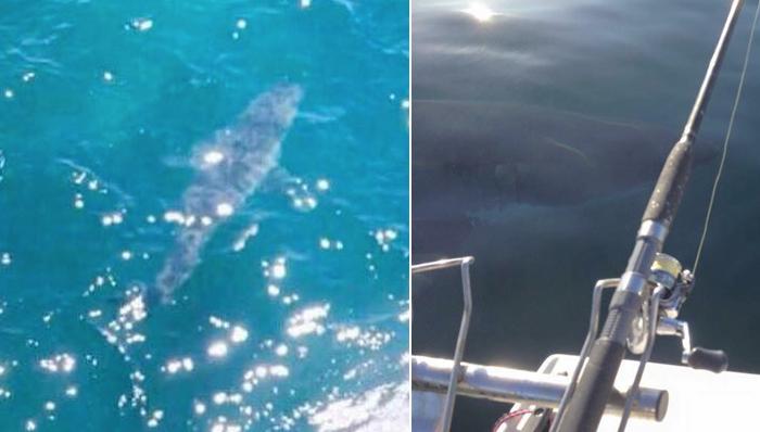 Adelaide beach evacuated after monster shark spotted | FIVEaa