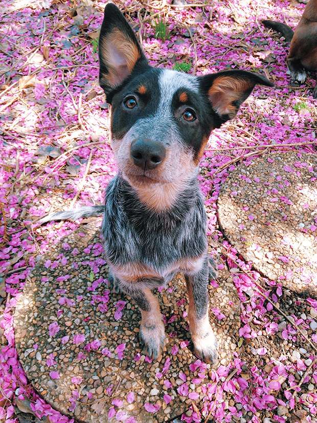 Most Popular Dog Breeds In Australia Smooth most-popular-dog-breeds-in-australia-smooth